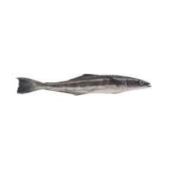 Cobia | Fish | Pierless Fish
