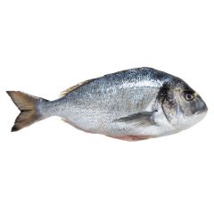 Daurade | Fish | Pierless Fish