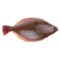 Halibut | Fish | Pierless Fish