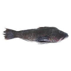 Sea Bass | Fish | Pierless Fish