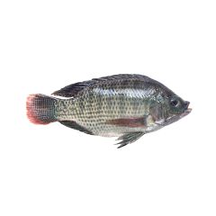 Tilapia | Fish | Pierless Fish