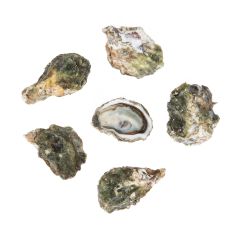 Oyster | Shellfish | Pierless Fish