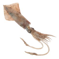 Squid | Shellfish | Pierless Fish