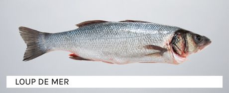 Pierless Fish | Pierless Fish