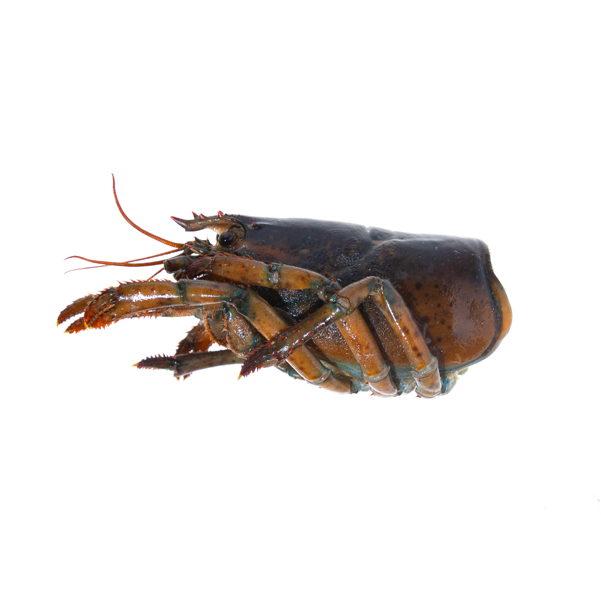 Lobster Bodies Shells | Lobster Shells | Pierless Fish