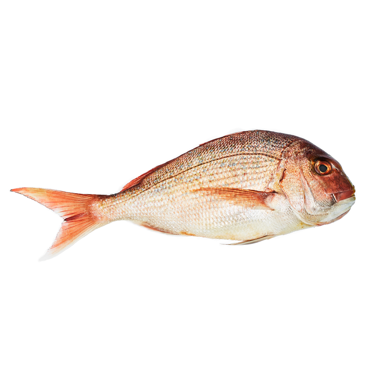 Scale & Gut Wild Madai Snapper | Madai Snapper | Pierless Fish