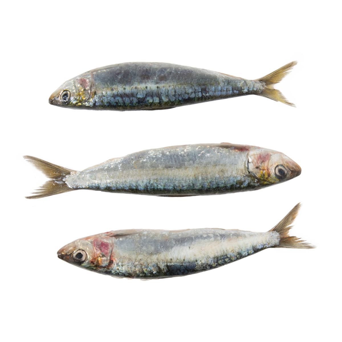 Greek Sardines | Sardines | Pierless Fish