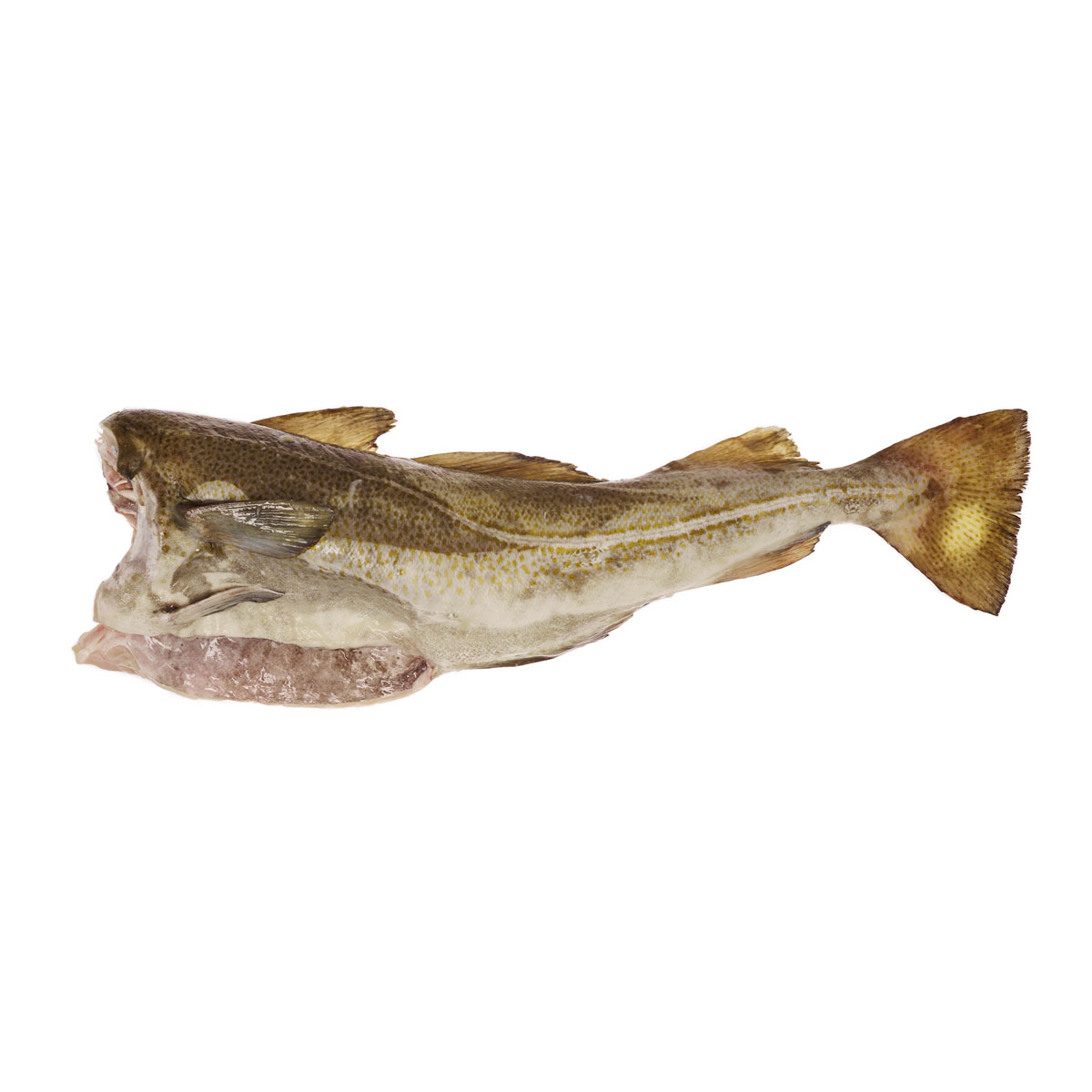 Scale & Gut Wild Icelandic Cod | Icelandic Cod | Pierless Fish