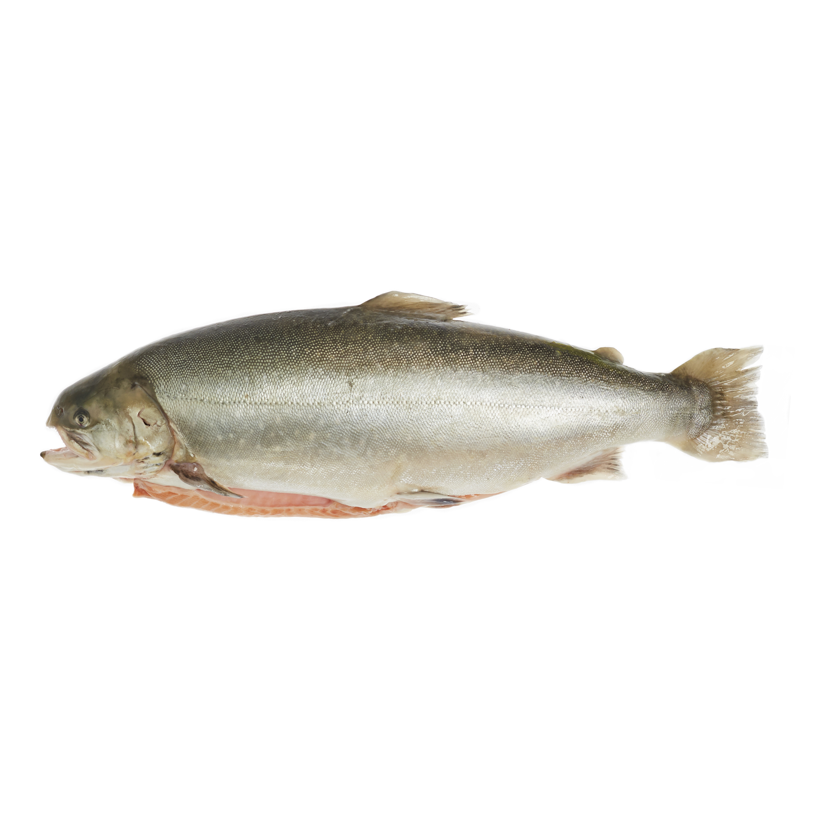 Whole Farmed Artic Char | Arctic Char | Pierless Fish