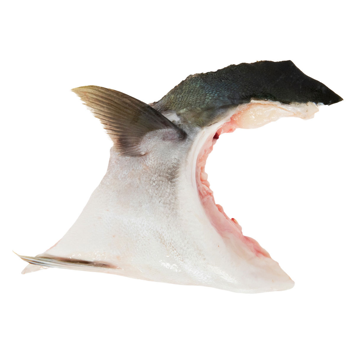 Hamachi Collars | Fish Collars | Pierless Fish