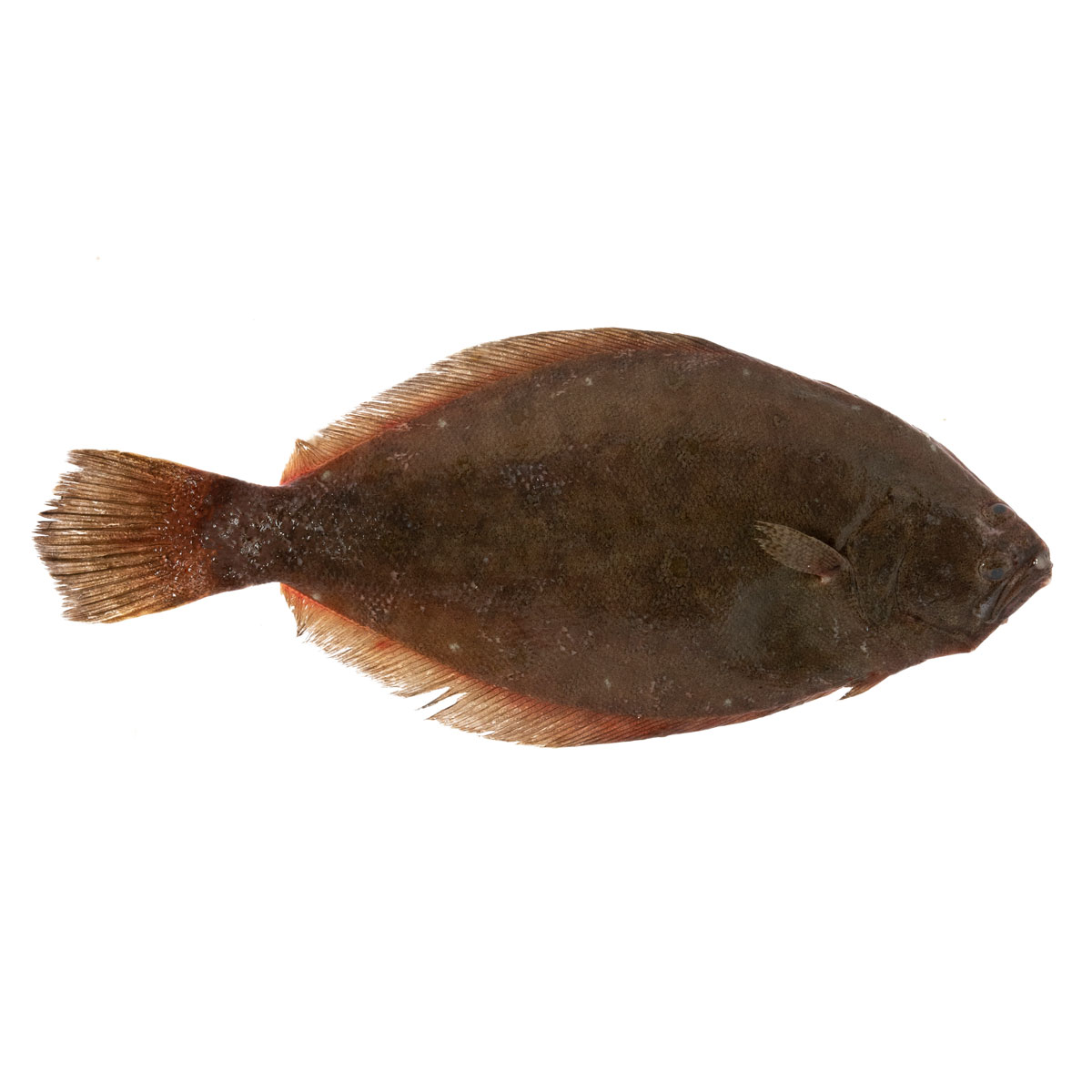 Whole Wild Long Island Fluke | Long Island Fluke | Pierless Fish