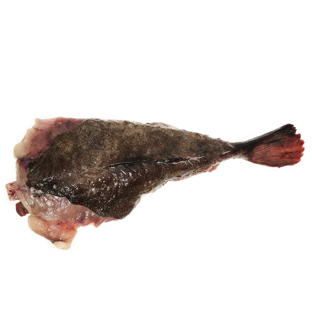 Whole Wild Long Island Monkfish | Long Island Monkfish | Pierless Fish