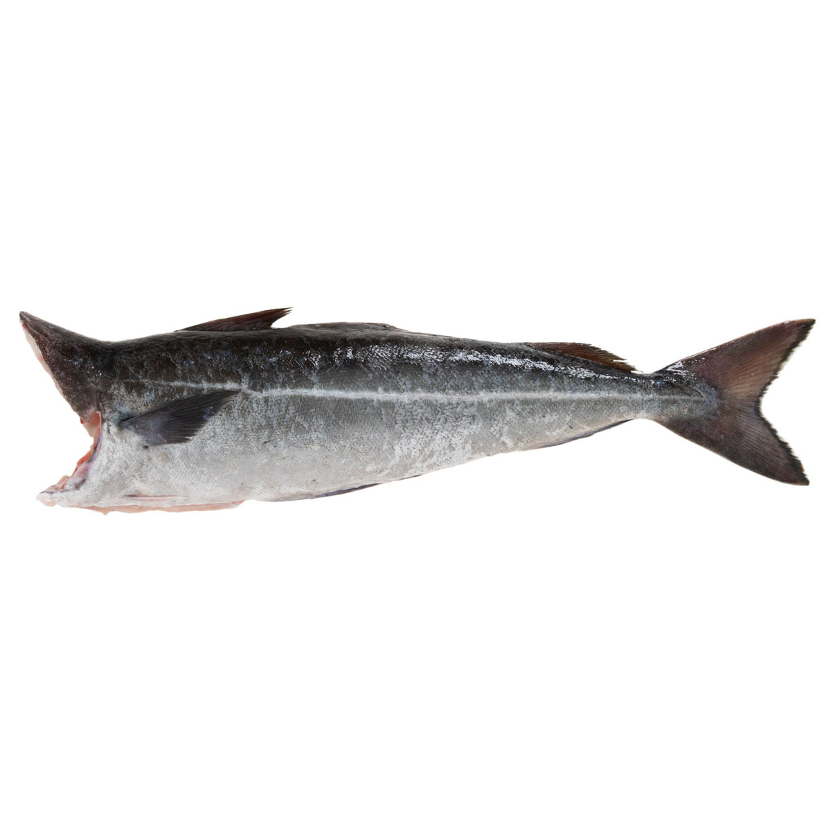 Whole Wild Pollock | Pollock | Pierless Fish