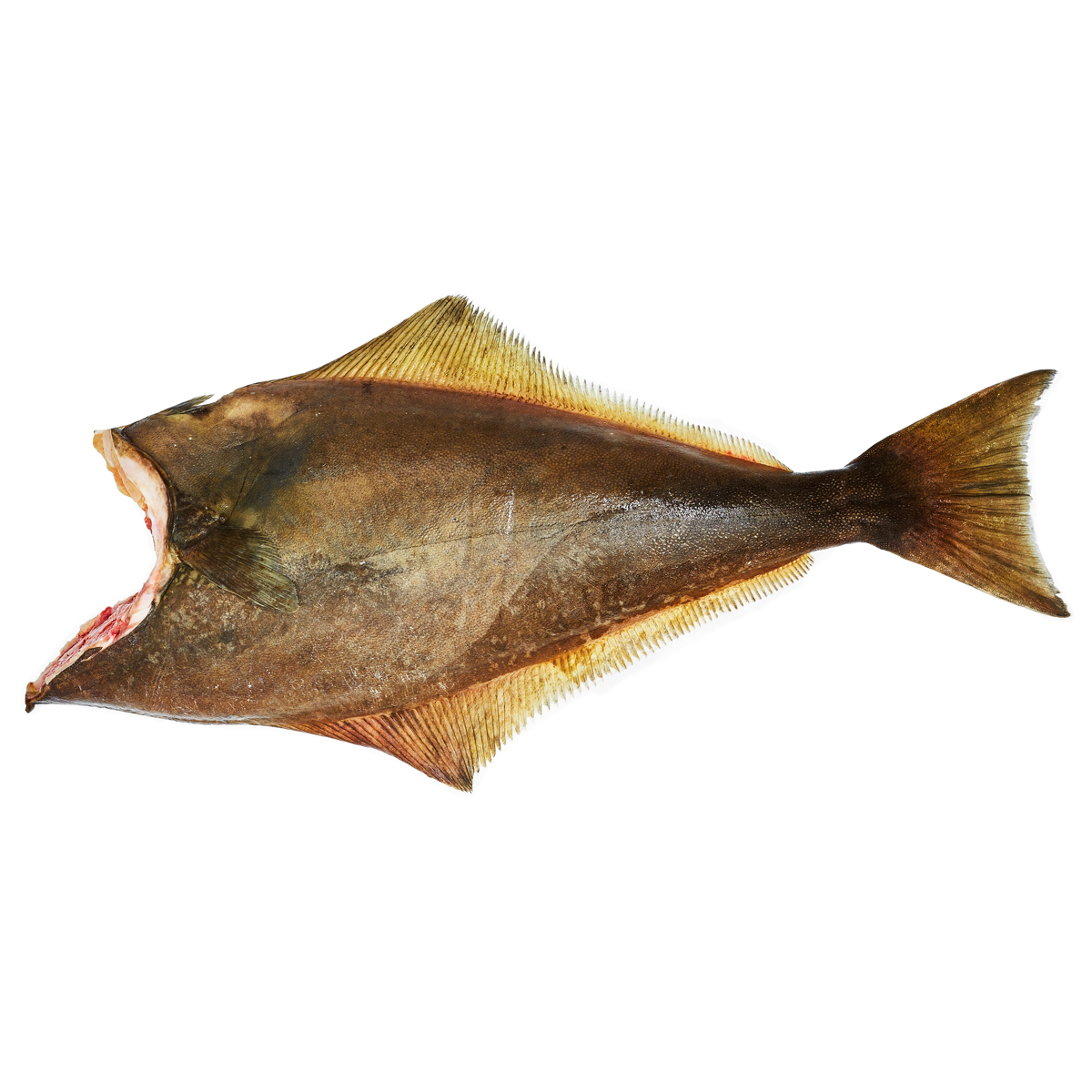 Whole Wild Atlantic Halibut | Nova Scotia Halibut | Pierless Fish