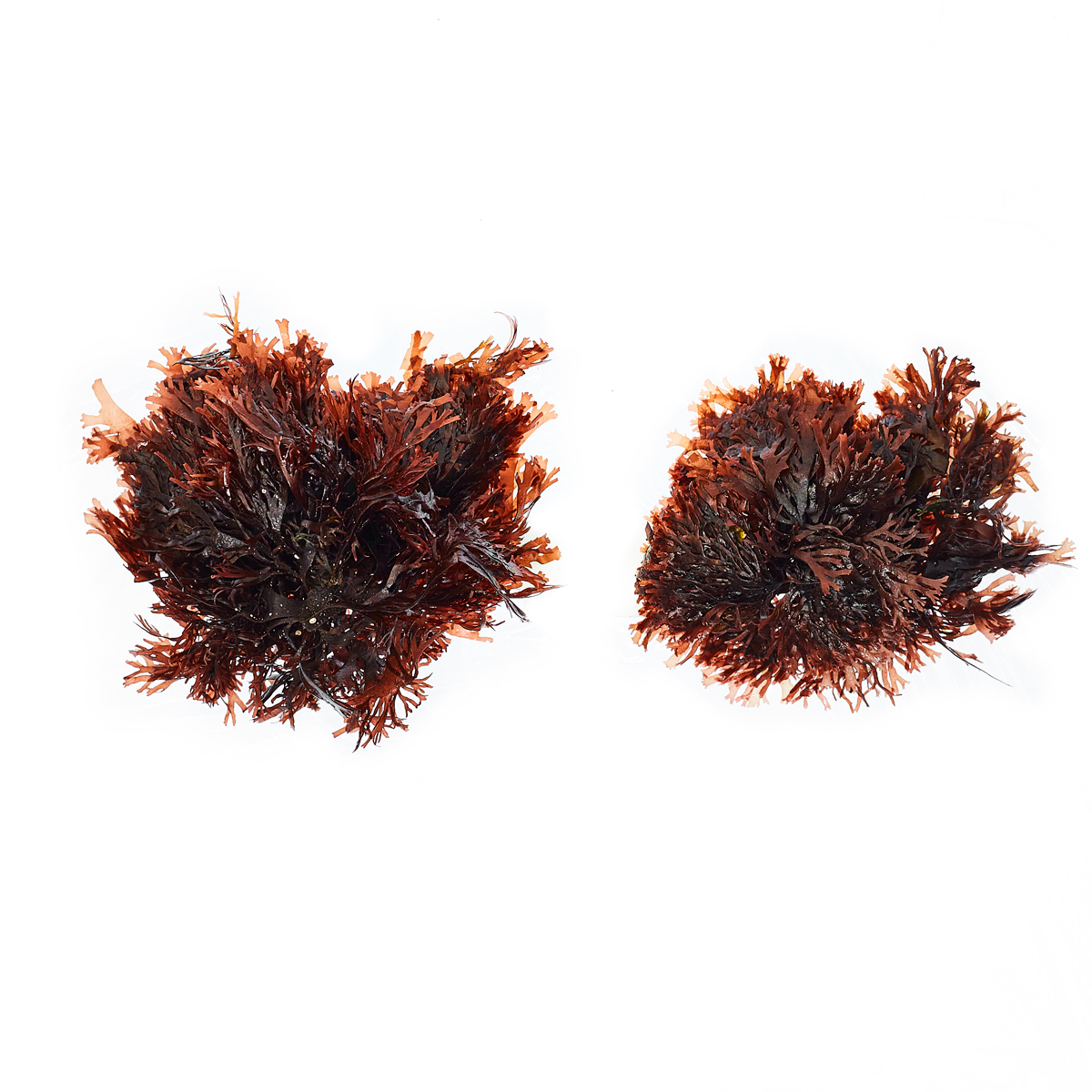 Edible Dulse Seaweed | Edible Seaweed | Pierless Fish