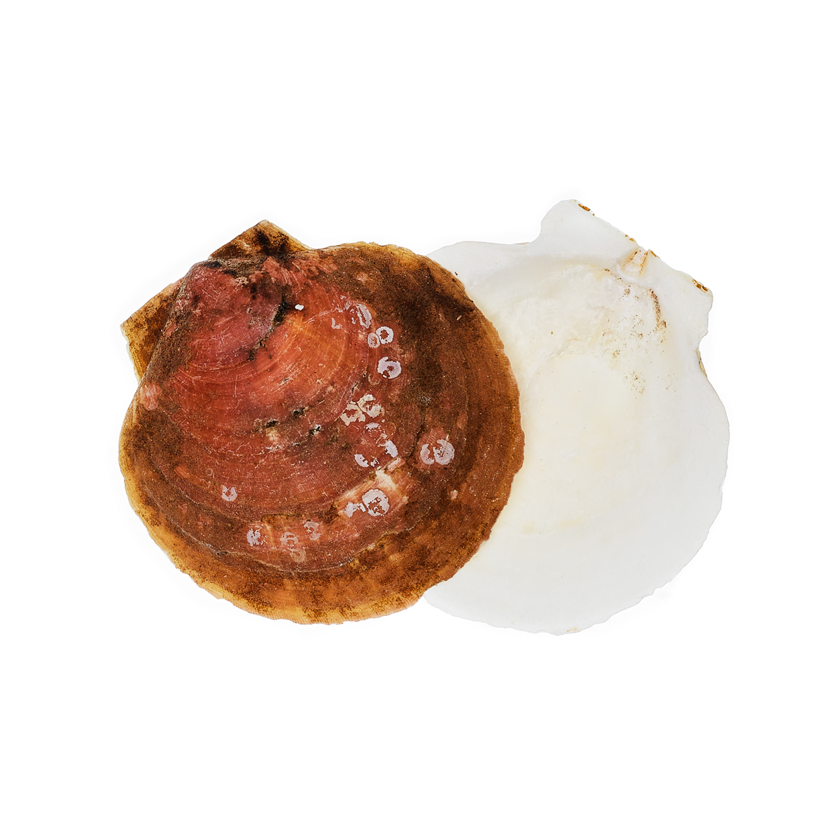 Scallop Shells | Scallop Shell | Pierless Fish