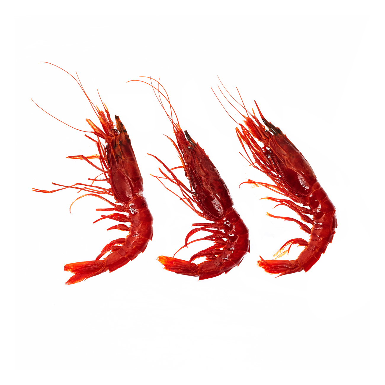 U5-7 Wild Carabinero | Carabinero | Pierless Fish