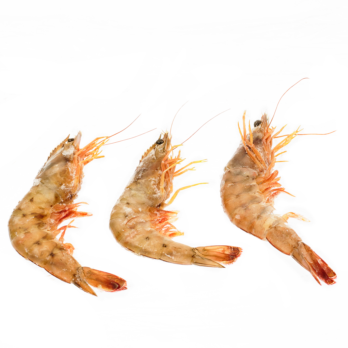 Head On U10 Shrimp | U10 Shrimp | Pierless Fish