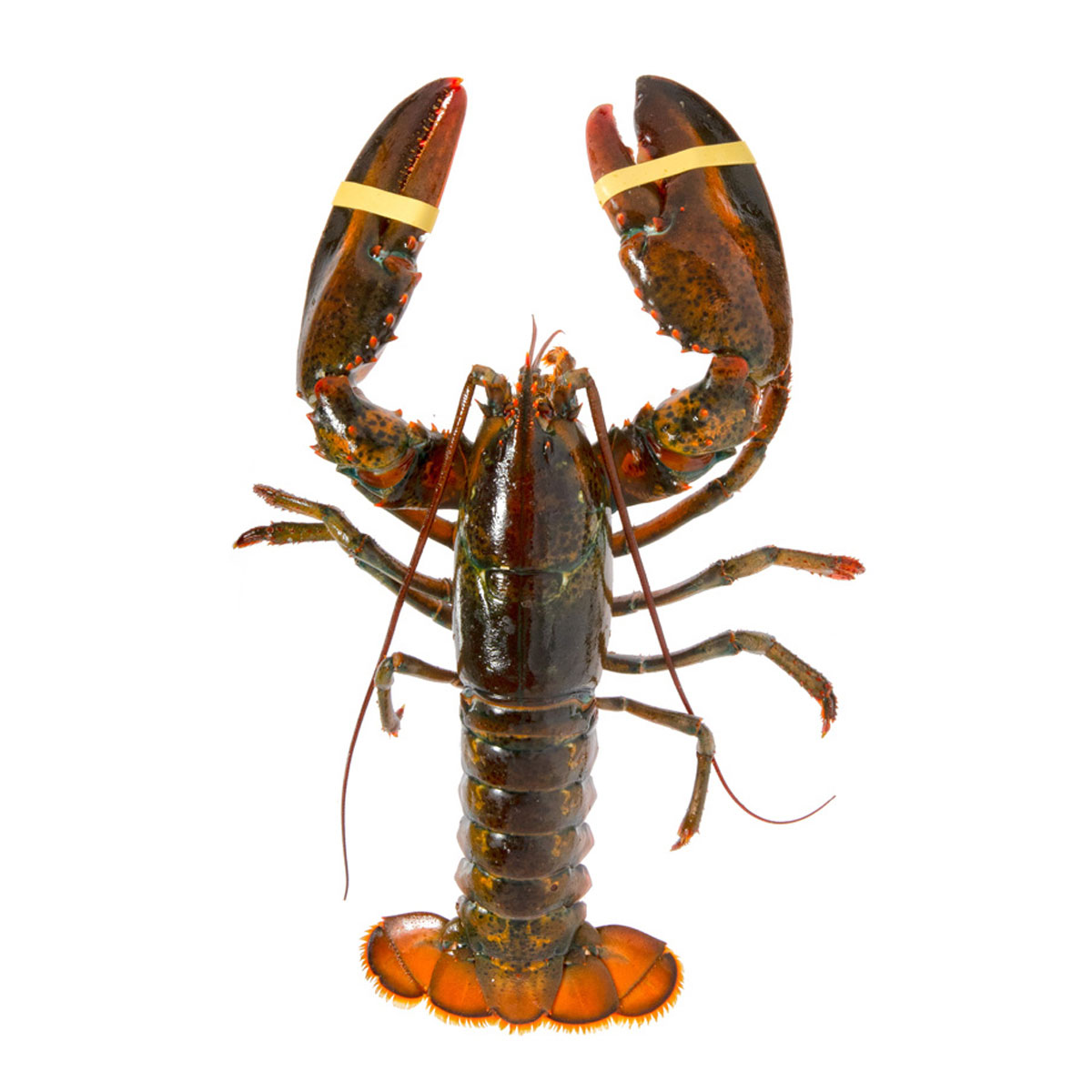 Live Whole Wild Lobster | Whole Lobster | Pierless Fish