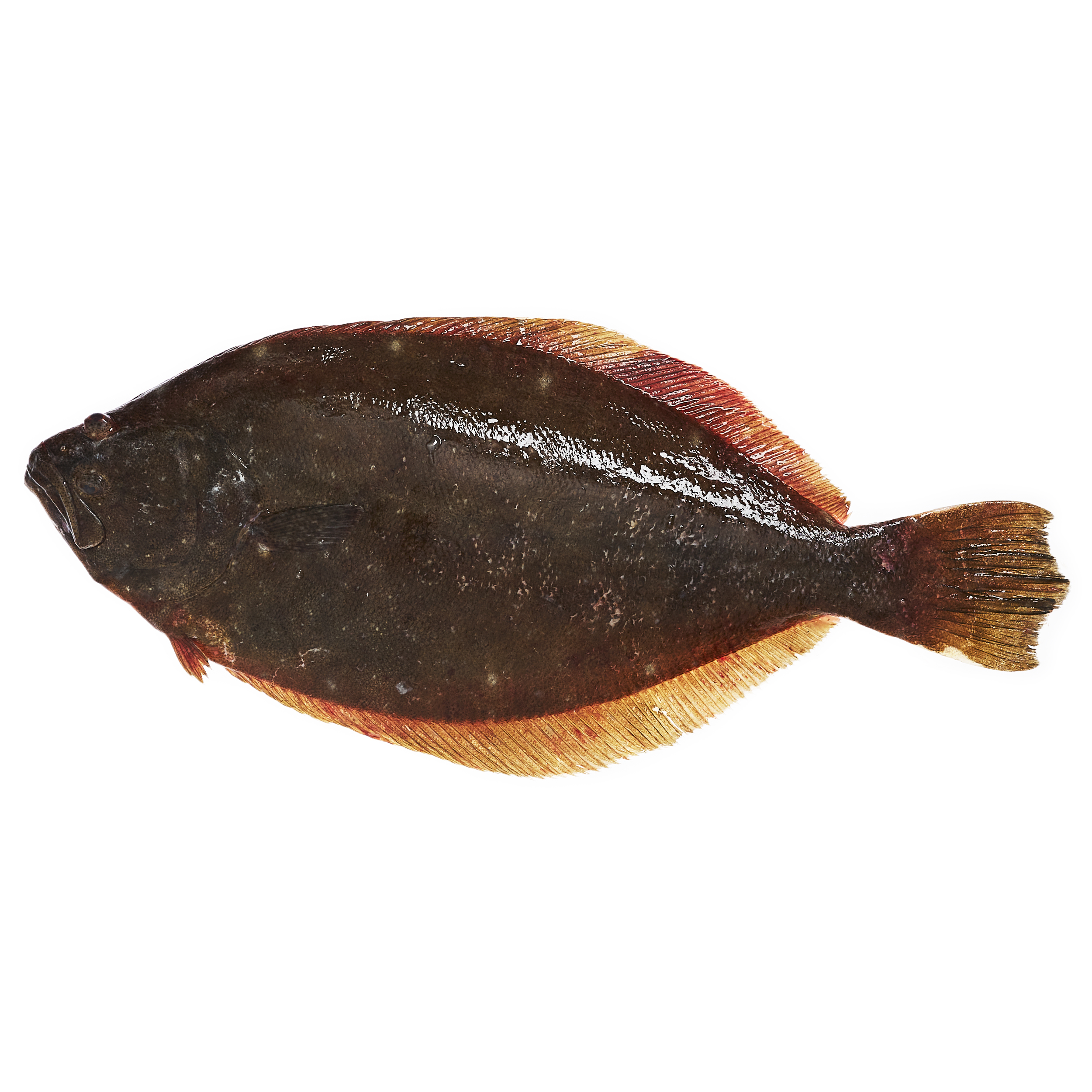 Whole Fluke Ike-Jime | Fluke | Pierless Fish