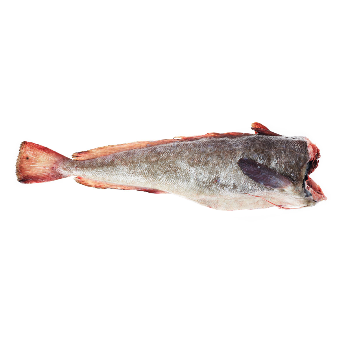Scale & Gut Wild Atlantic Hake | Atlantic Hake | Pierless Fish
