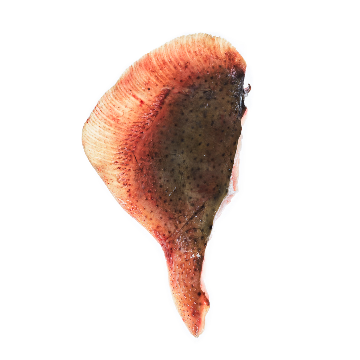 Whole Wild Skate | Skate | Pierless Fish