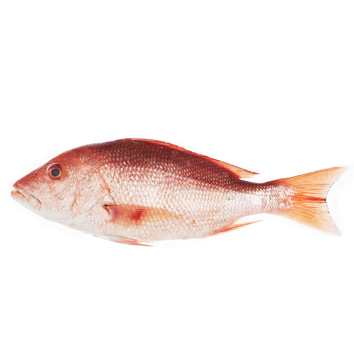 Scale & Gut Wild Red Snapper | Red Snapper | Pierless Fish